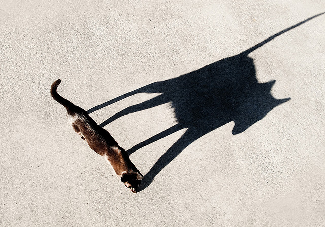 Identify & Accept Your Shadow Self - Mindfulness Muse